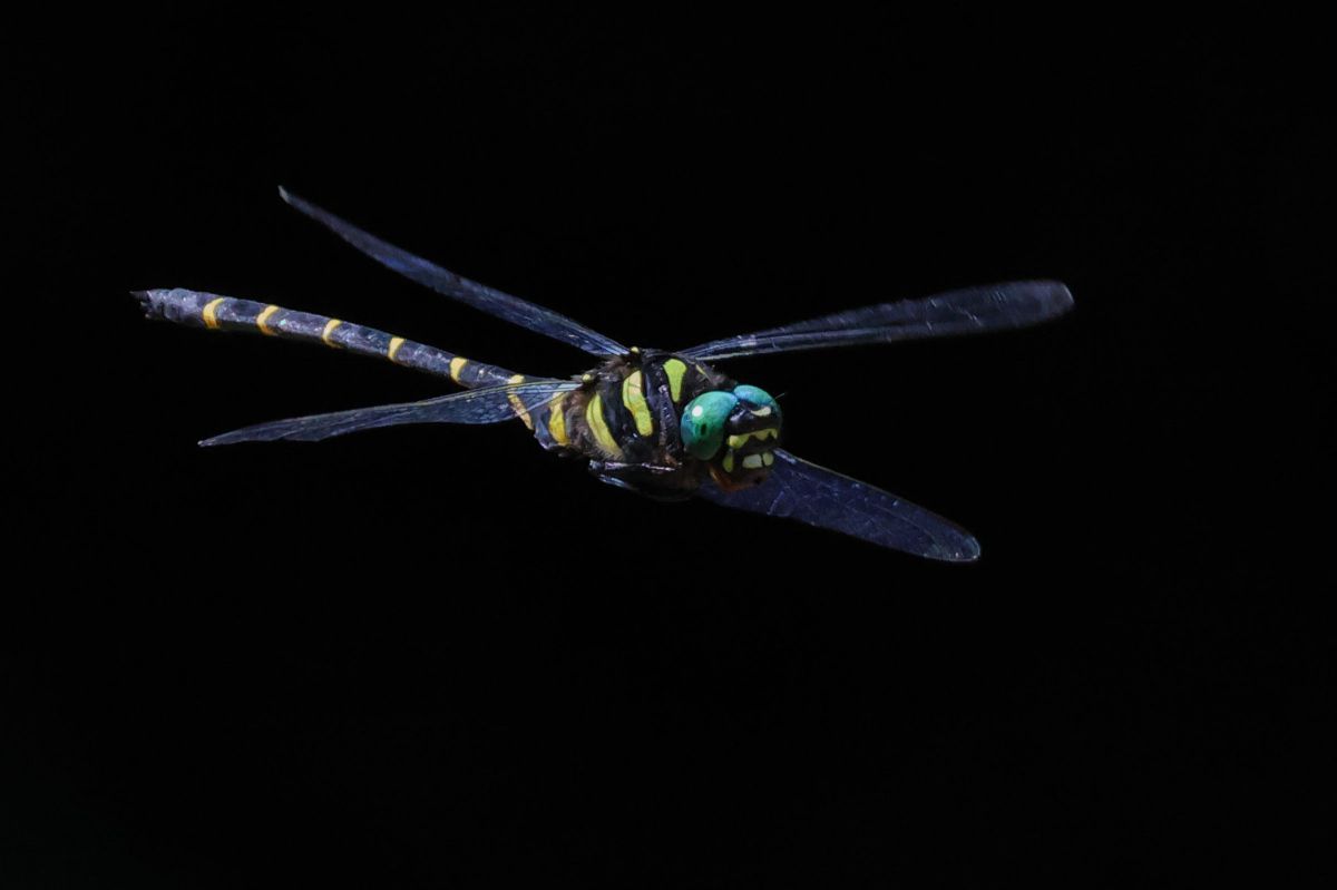 オニヤンマ | GANREF