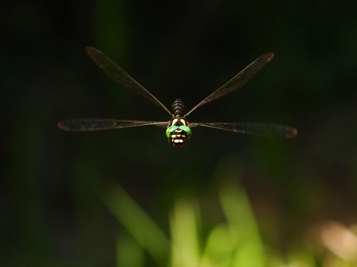 オニヤンマ | GANREF