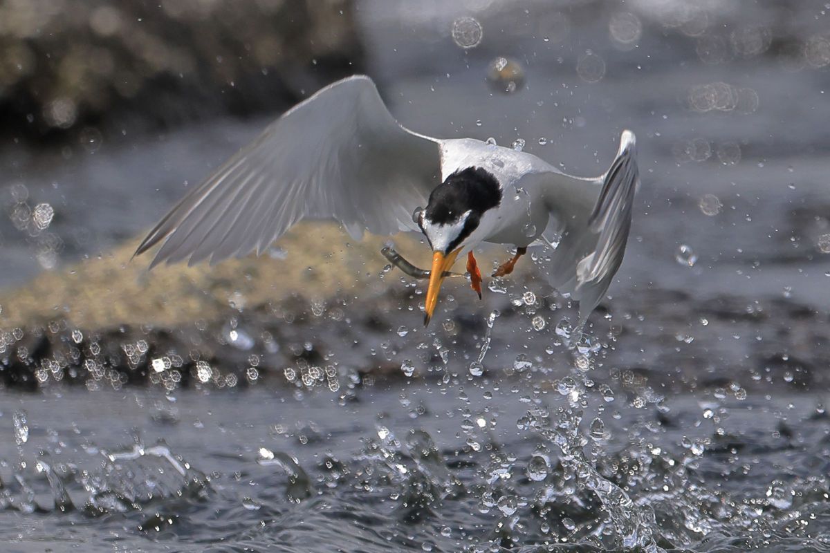 小魚GET！ | GANREF