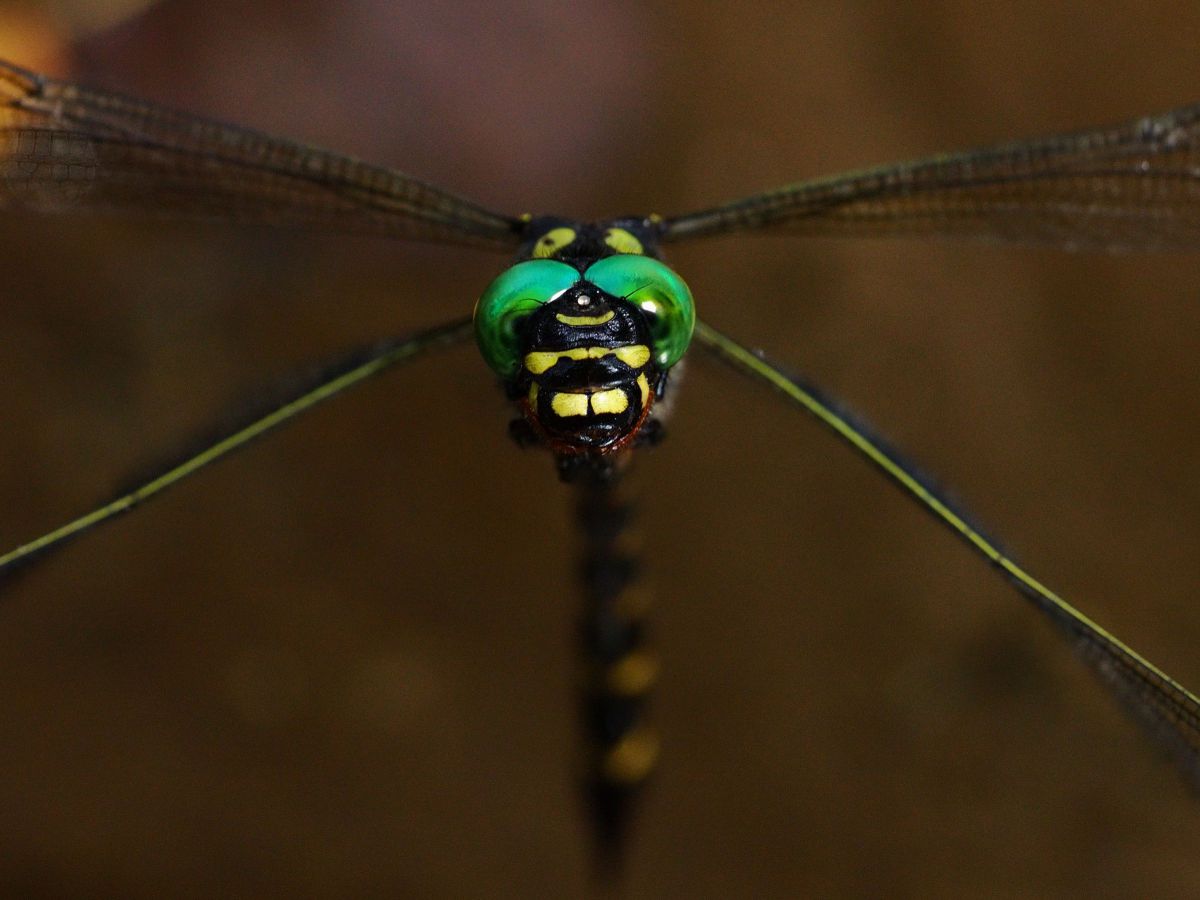 オニヤンマ | GANREF