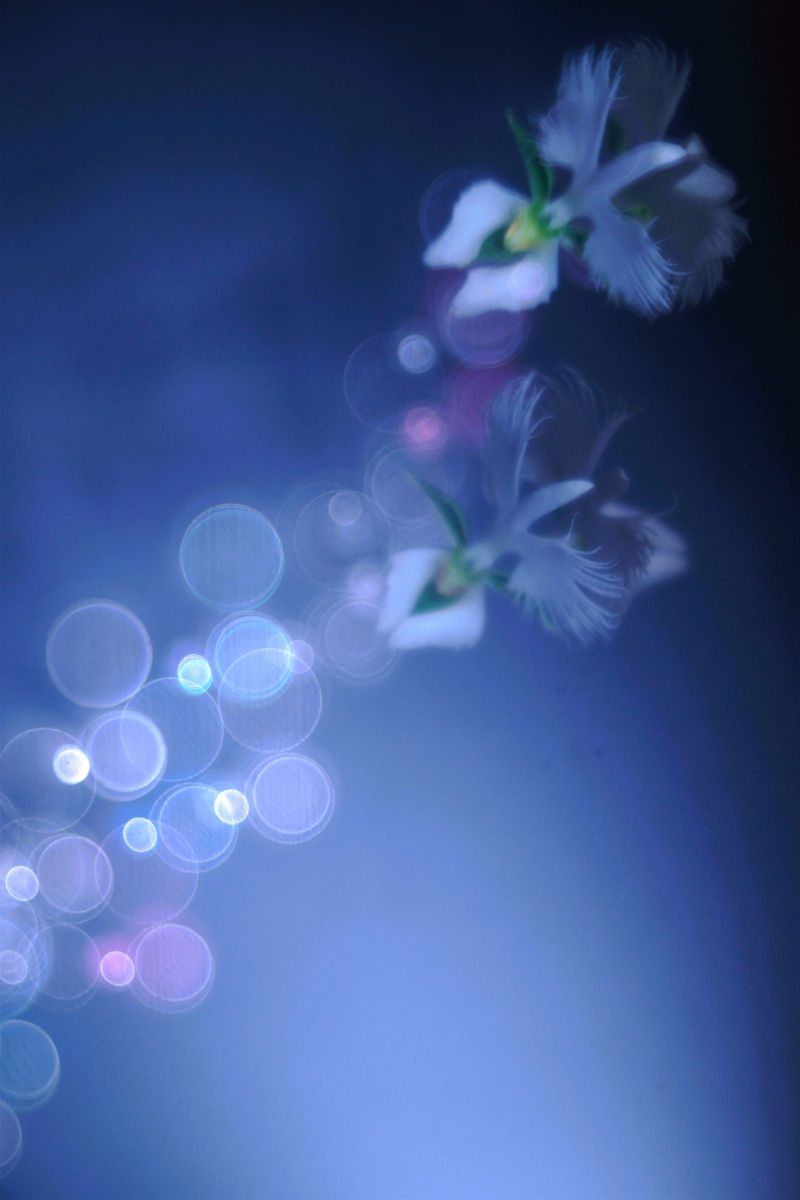 Dream formation flight | GANREF