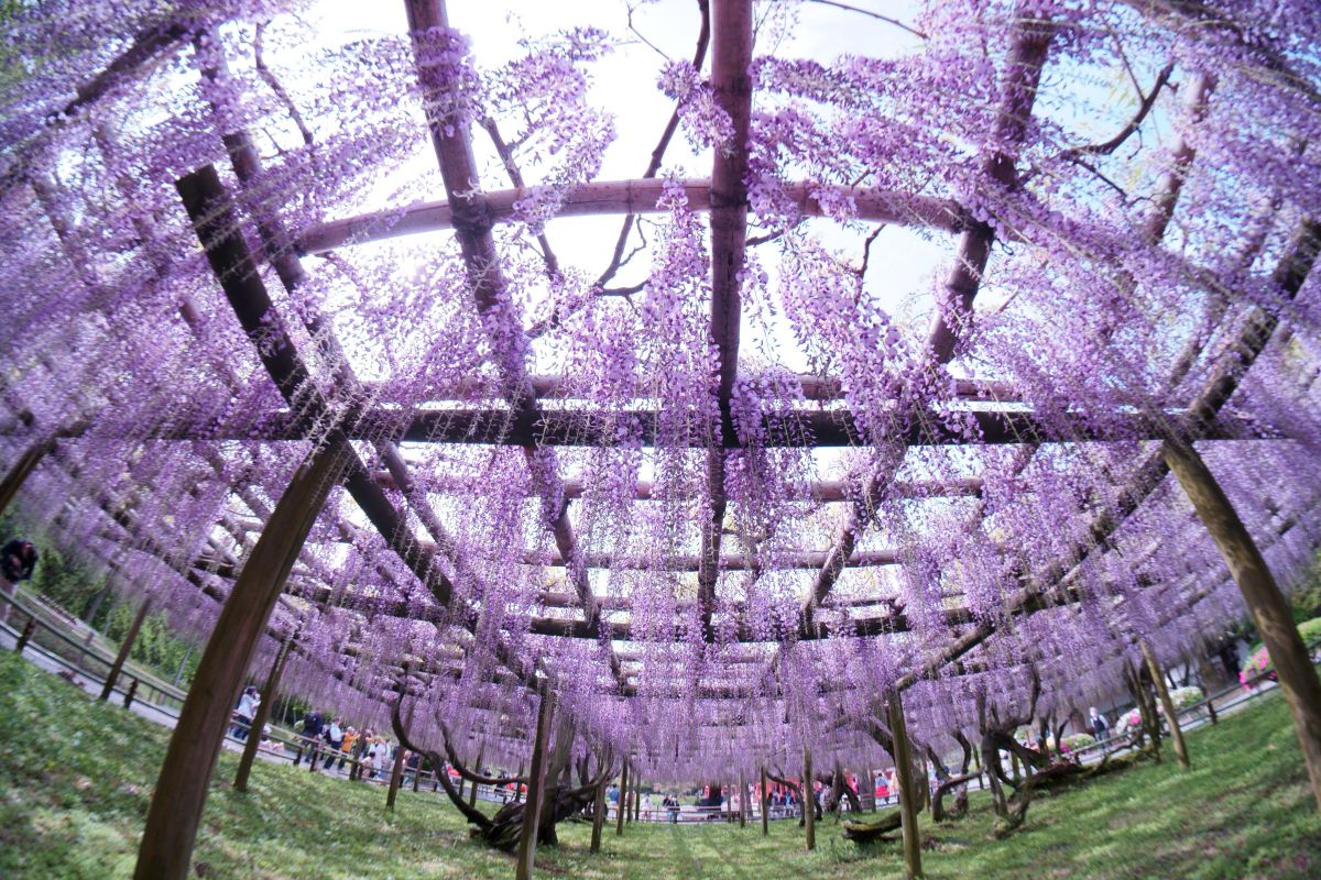 purple dome | GANREF