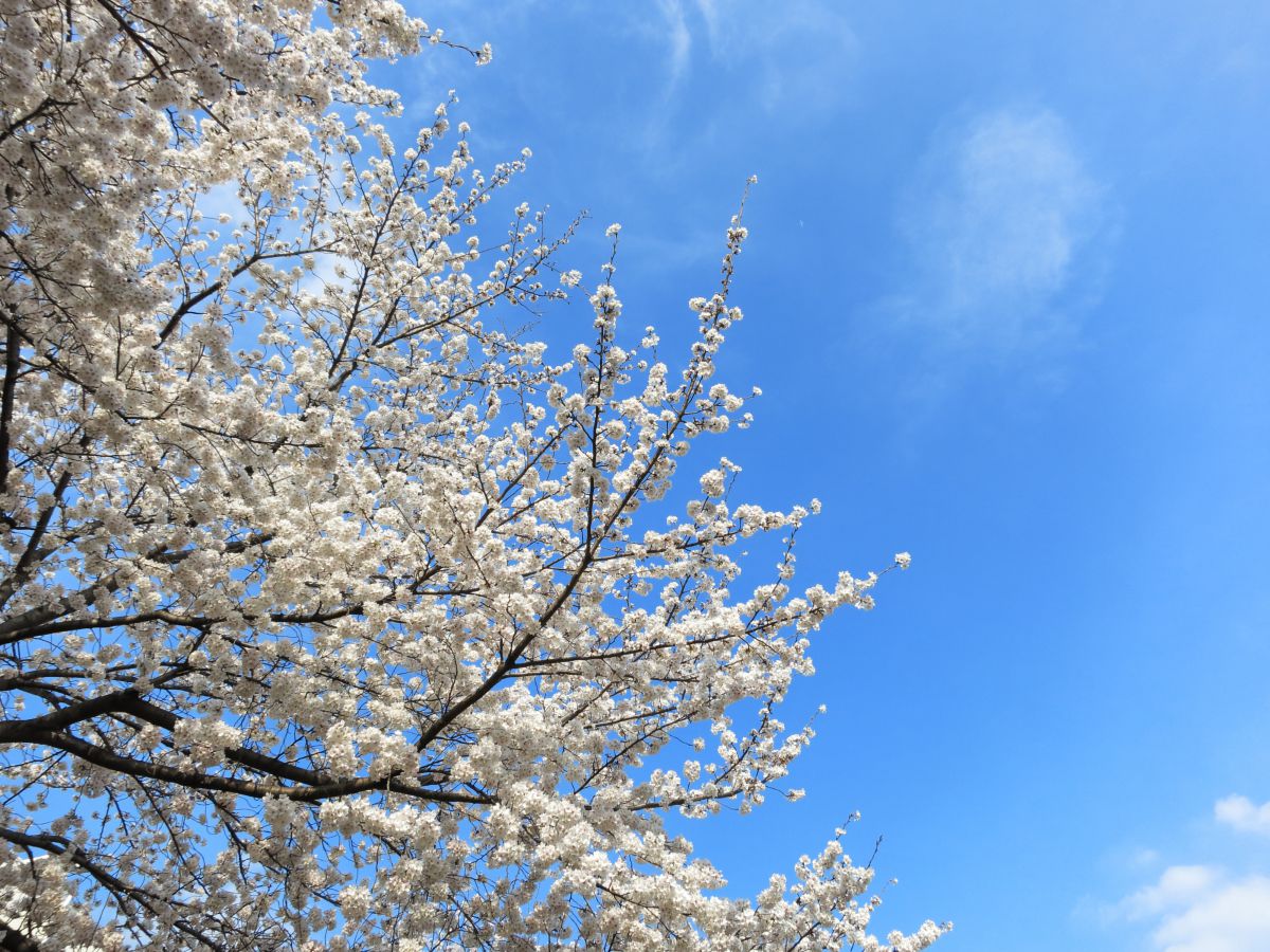 キヤノン PowerShot S110 レビュー 014 春の訪れ RAW現像しましょ。 | GANREF