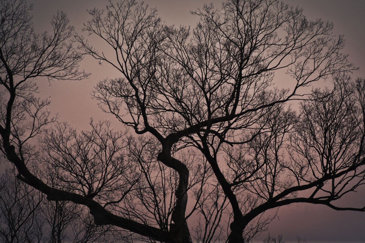 Dancing tree | GANREF