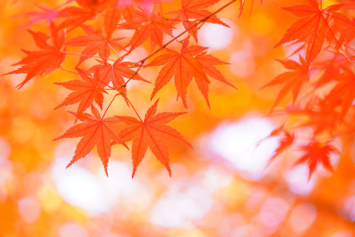 もみじ | GANREF