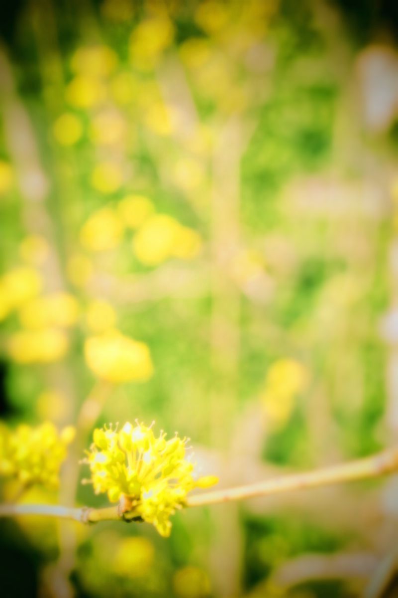 ～注目製品レビュー「キヤノン EOS M3」～vol.4＜番外篇・クリエイティブフィルター＞ | GANREF