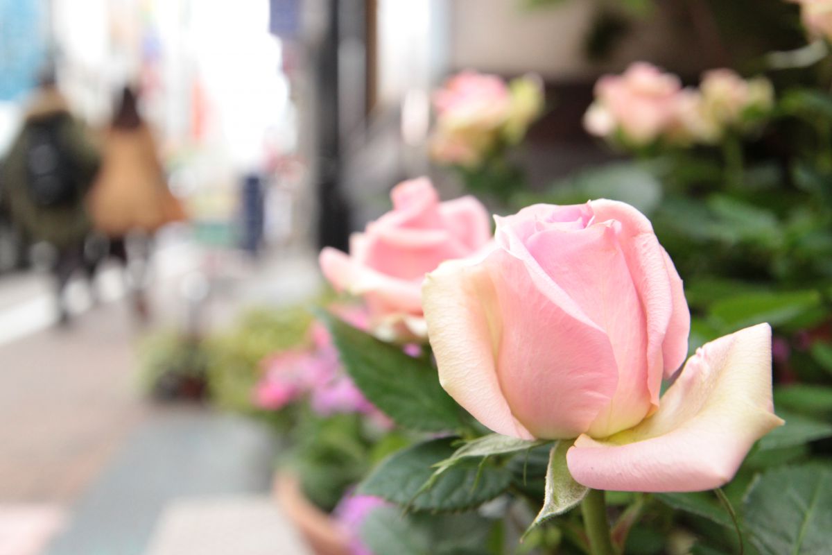 Hello! EOS M2＜撮影会篇＞～「キヤノン EOS M2セミナー＆撮影会」レポート～ | GANREF