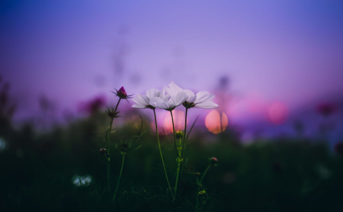 three sisters | GANREF