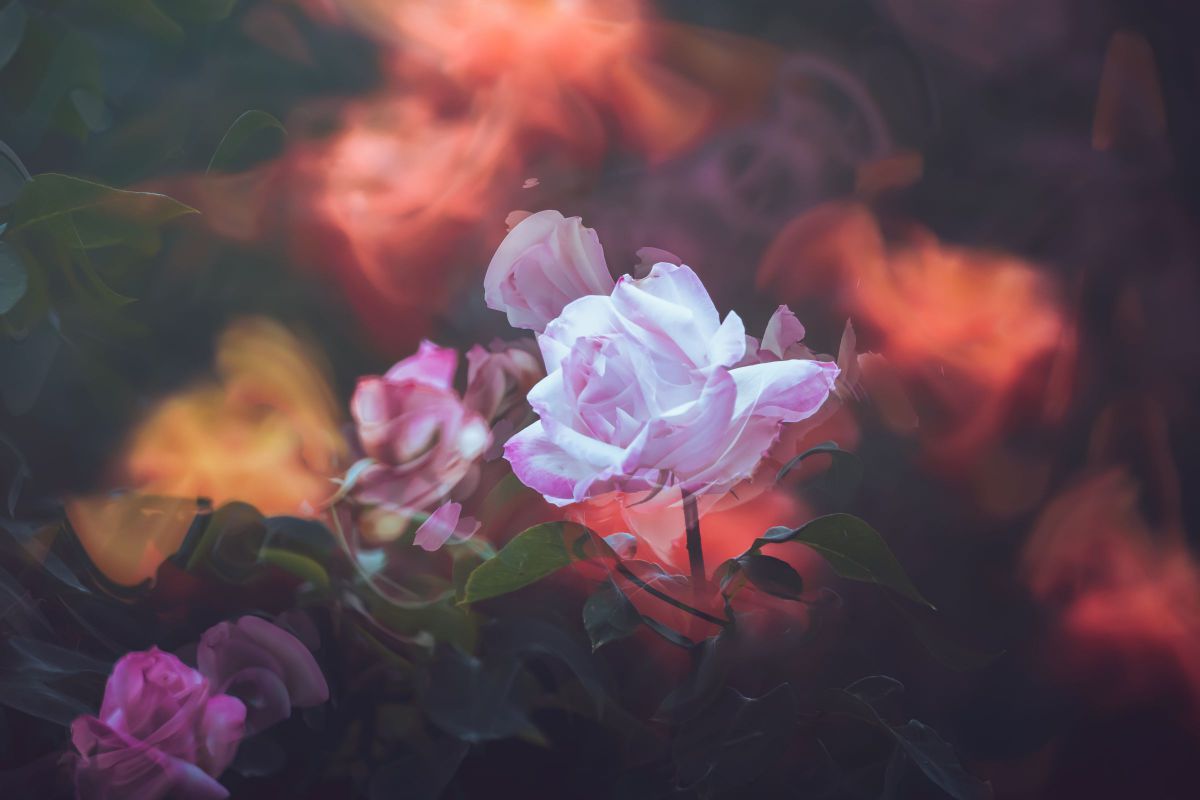 dancing queen | GANREF