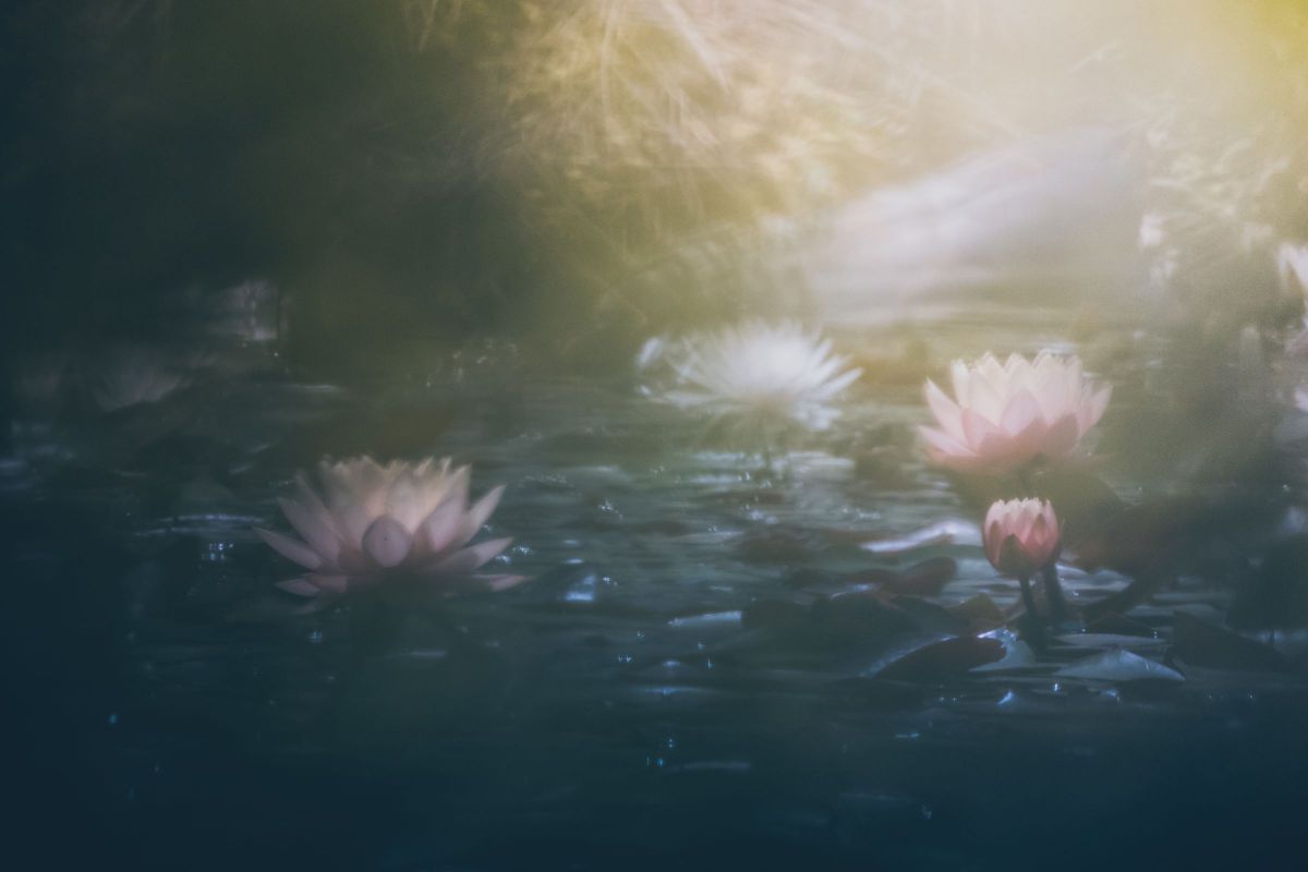 please please please | GANREF