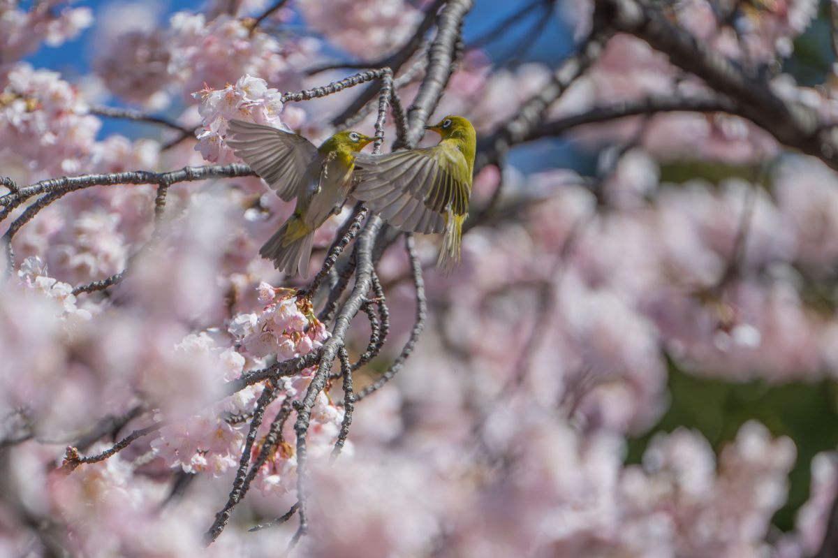 Battle！！ | GANREF