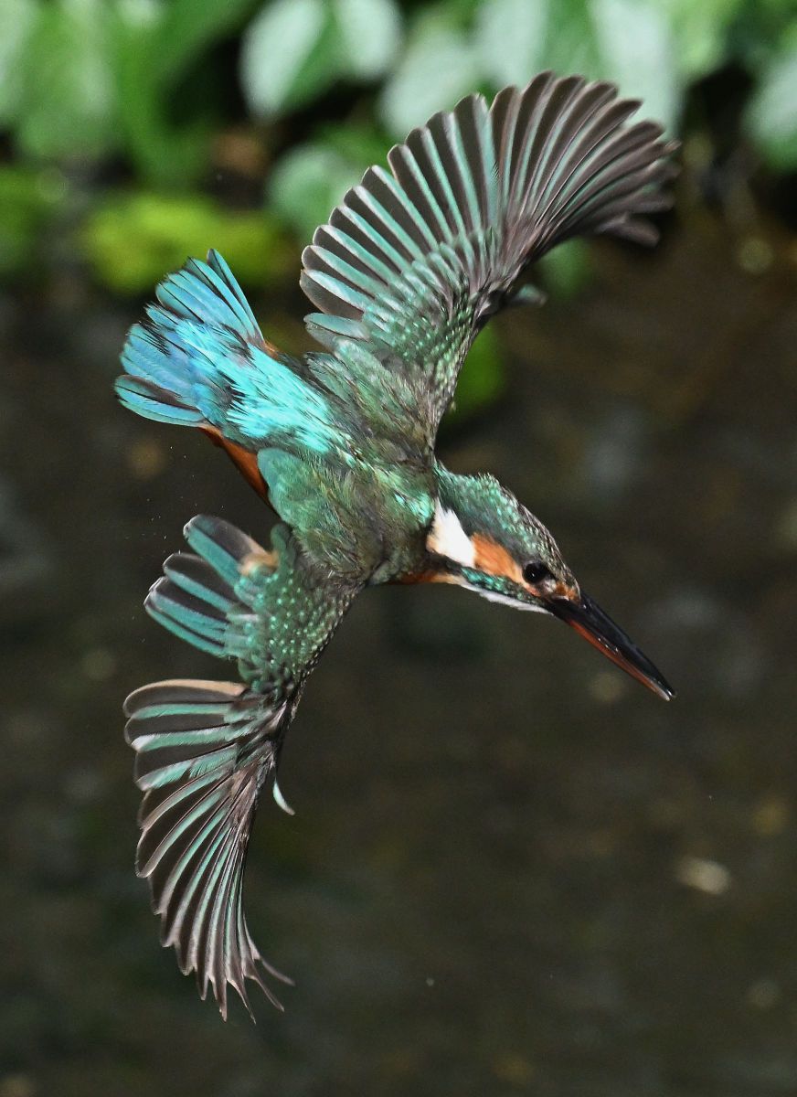 実験画像 ε-δ 論法140 | GANREF