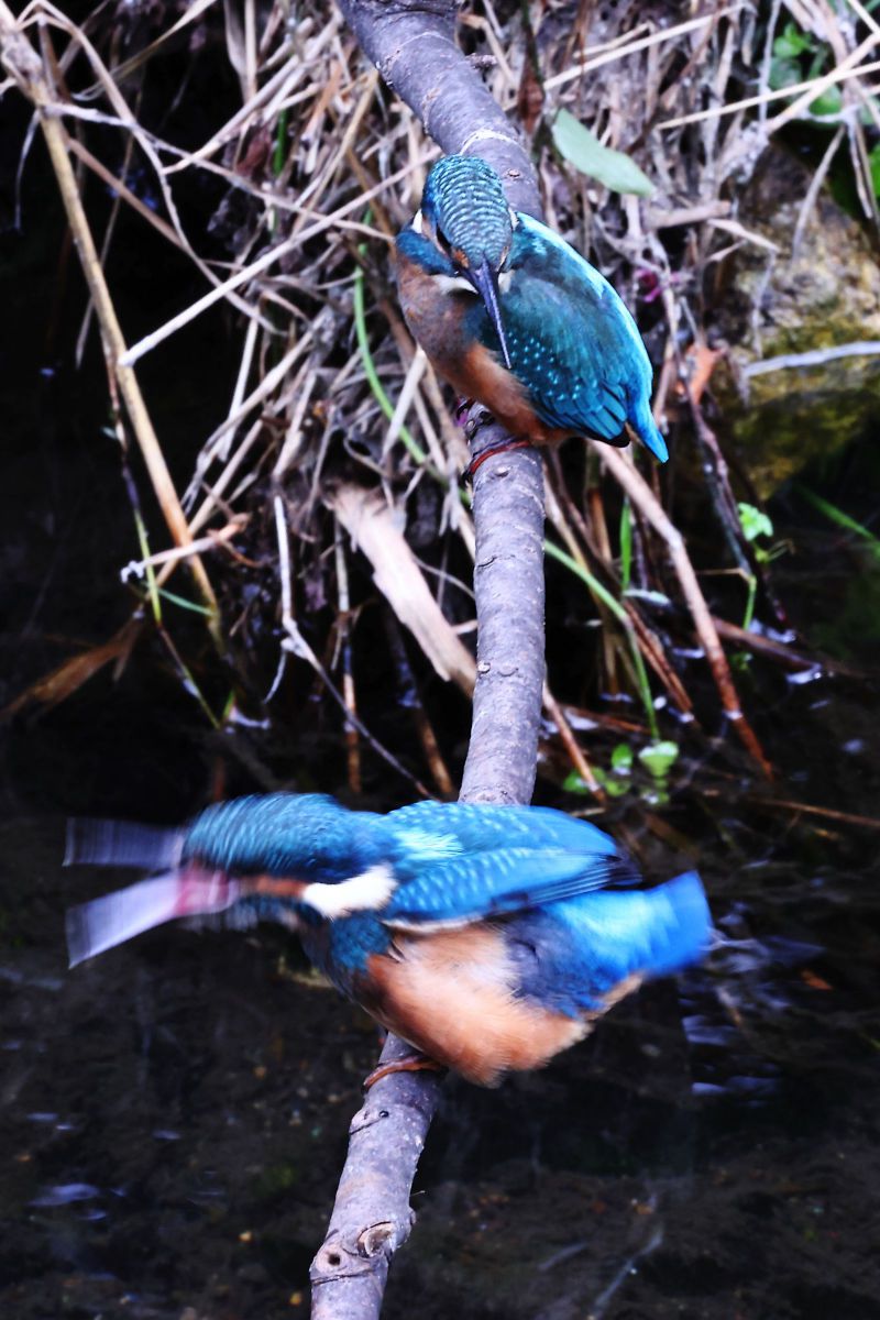 not at peace | GANREF