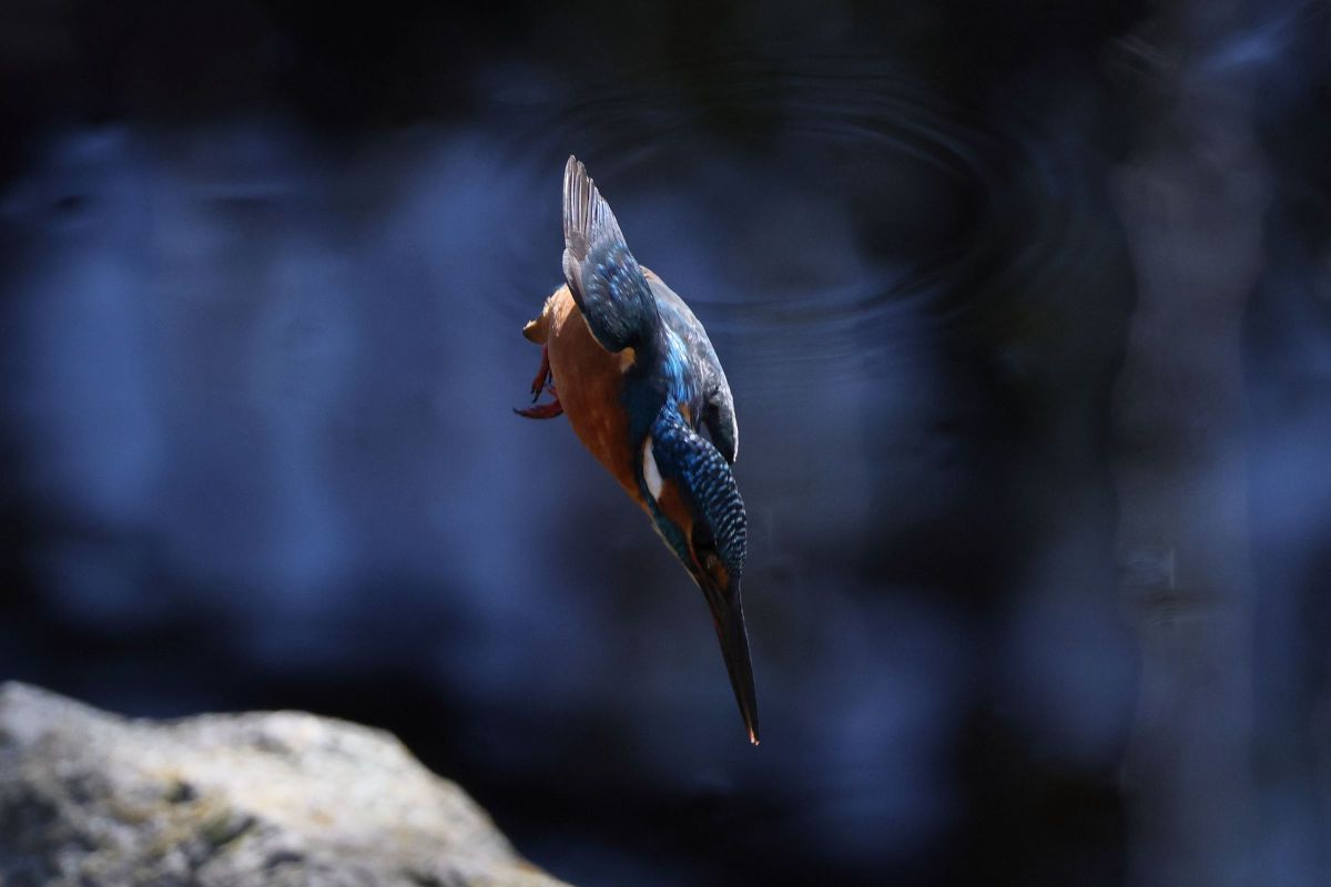 実験画像116 | GANREF