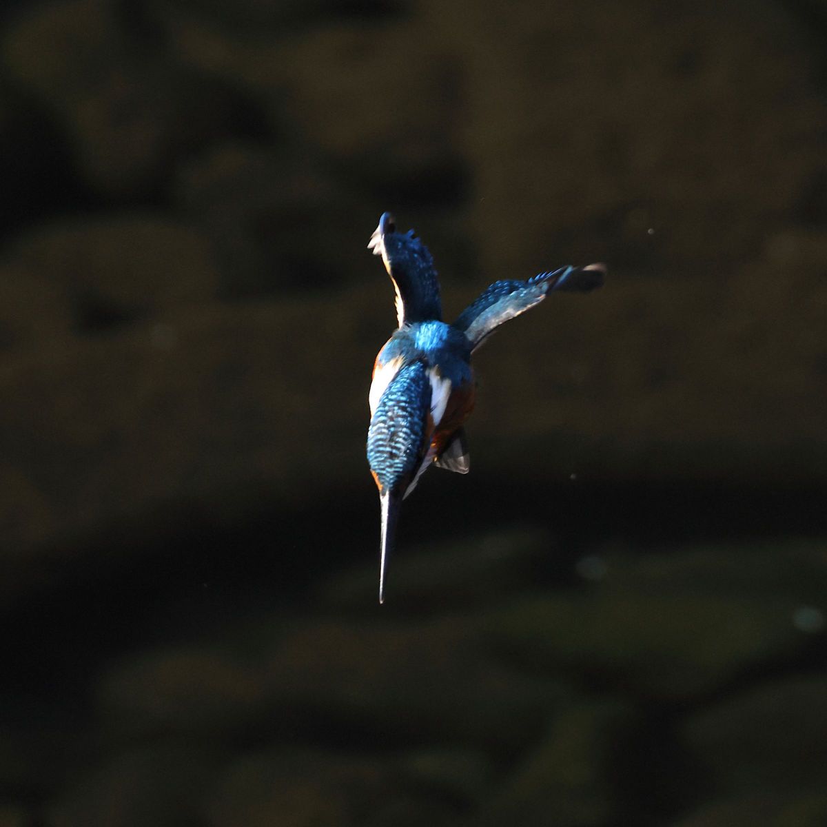 実験画像113 | GANREF