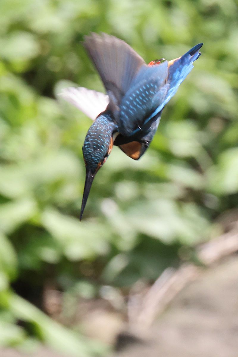 実験画像103 | GANREF