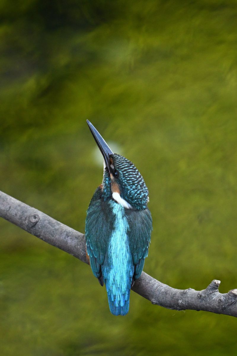 実験画像 ε-δ 論法7 | GANREF