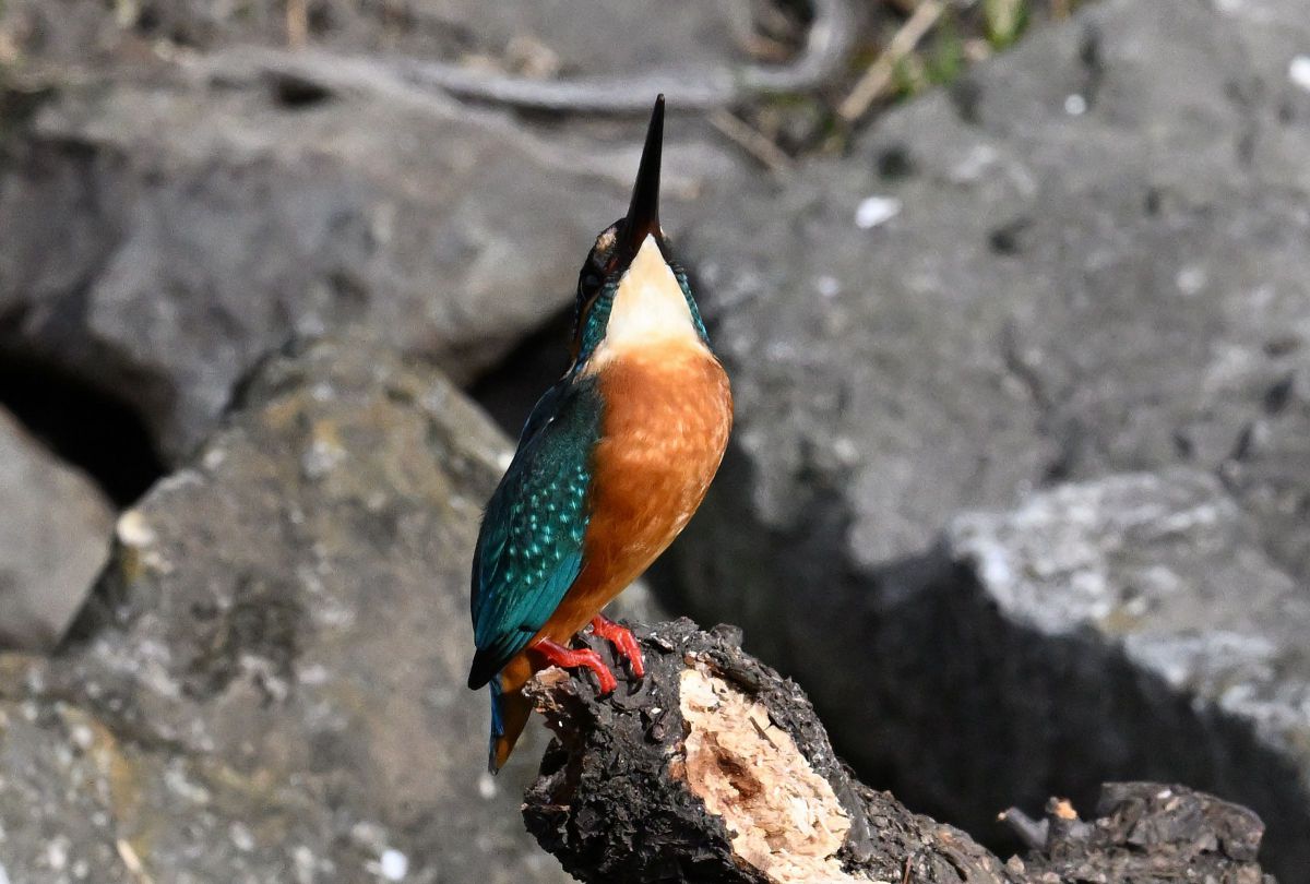 実験画像 ε-δ 論法88 | GANREF