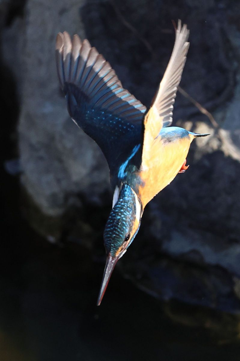 色、画像etc | GANREF