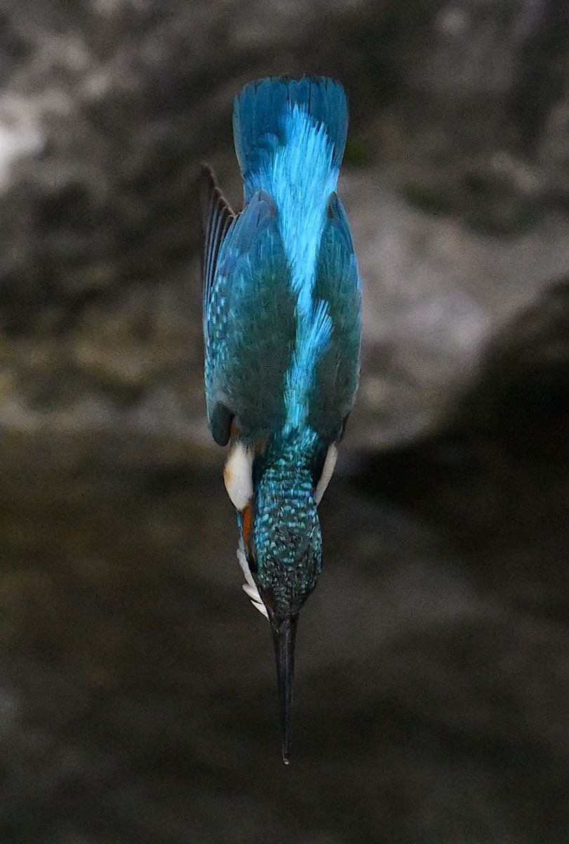 験画像 ε-δ 論法116 | GANREF