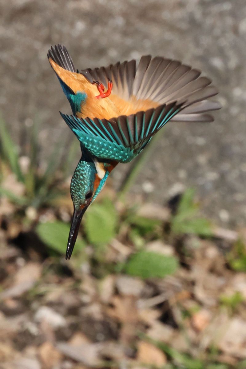 実験画像160 | GANREF