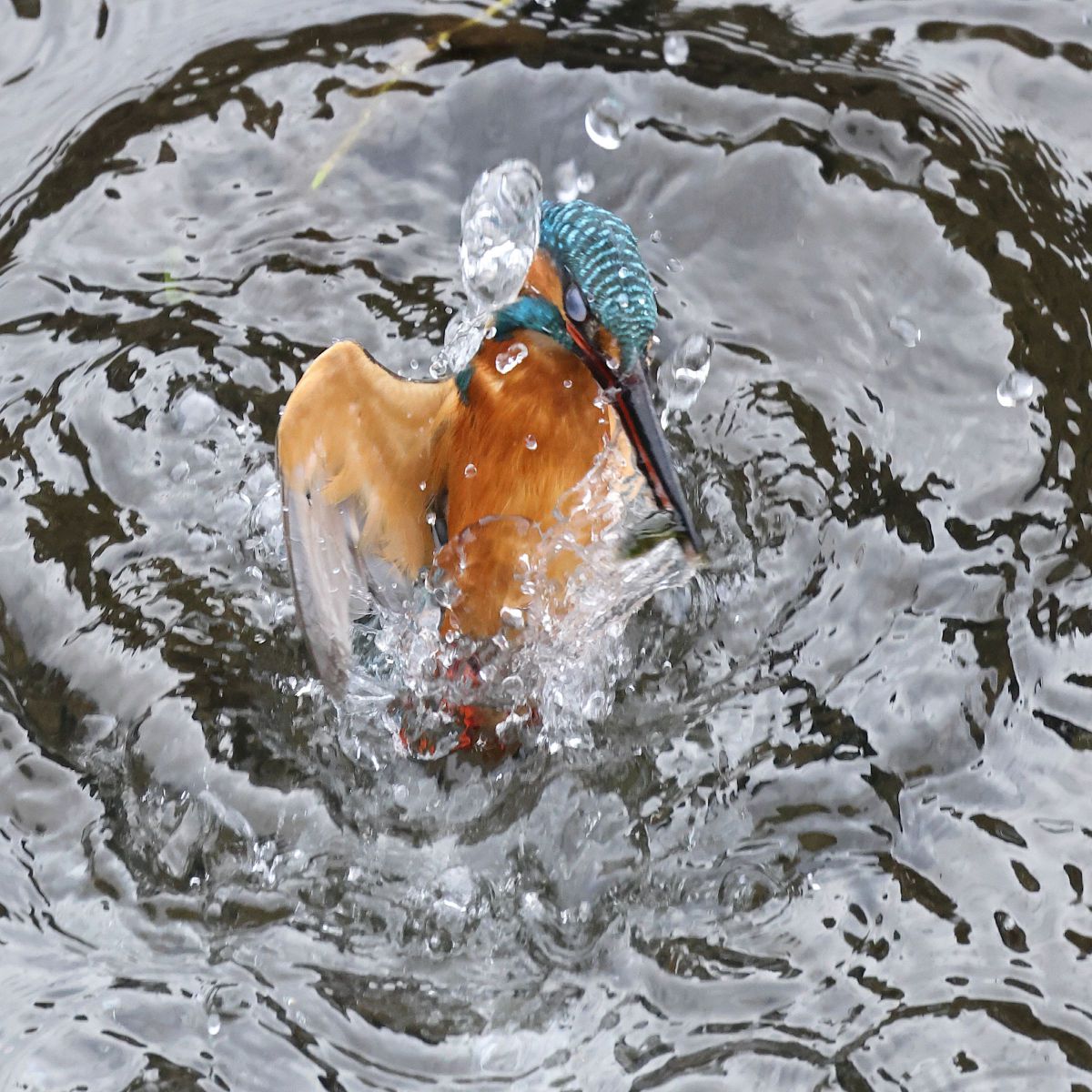 実験画像114 | GANREF