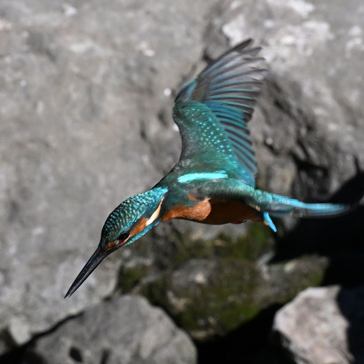 実験画像 ε-δ 論法34 Tell Me, tell Me | GANREF