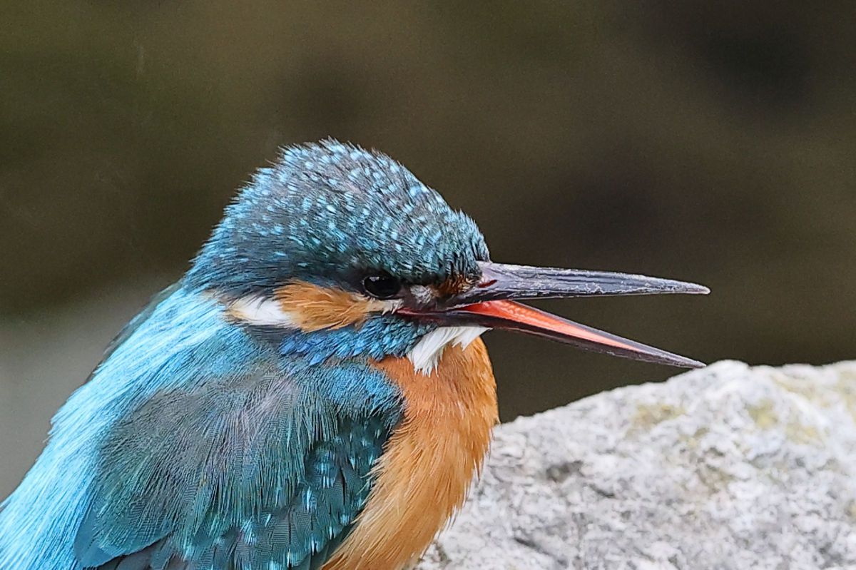 なぜか、MAX - Ride on time | GANREF