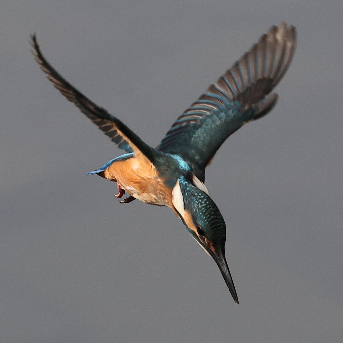 実験です | GANREF