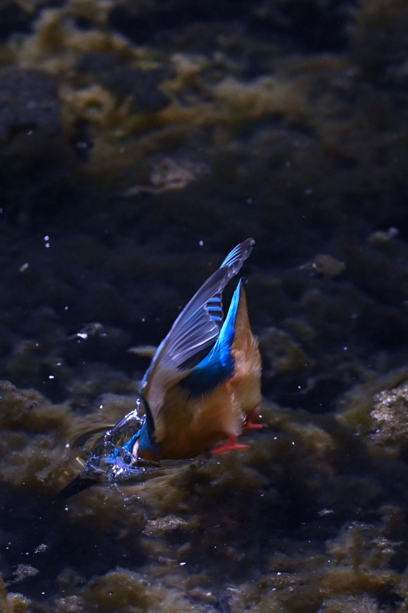 験画像189 | GANREF