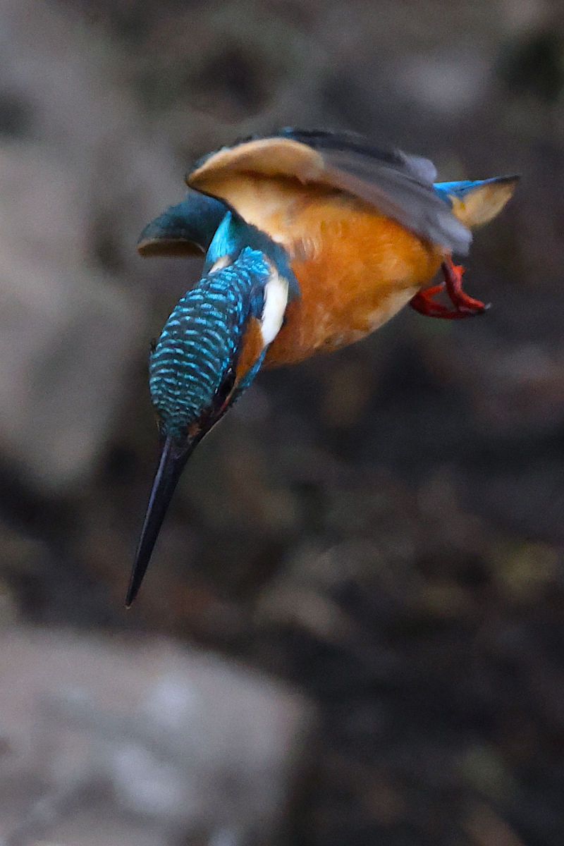 実験画像140 | GANREF