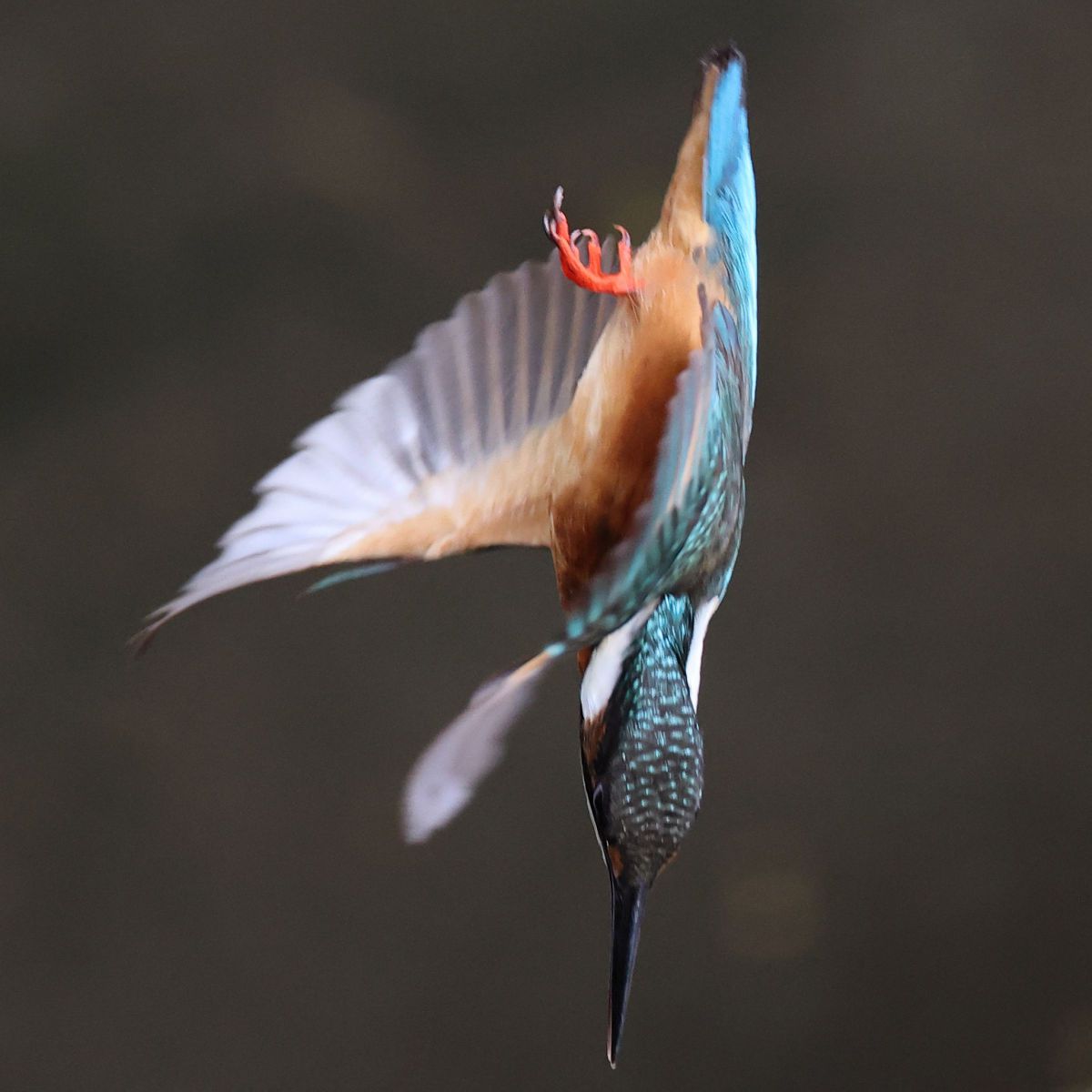 今思った 『Kaze Ni Fukarete』 | GANREF