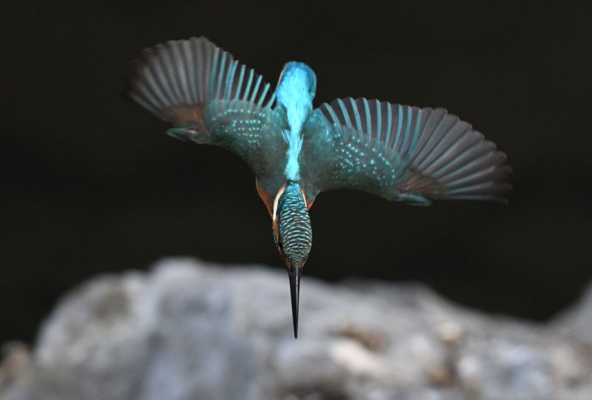 実験画像 ε-δ 論法75 | GANREF