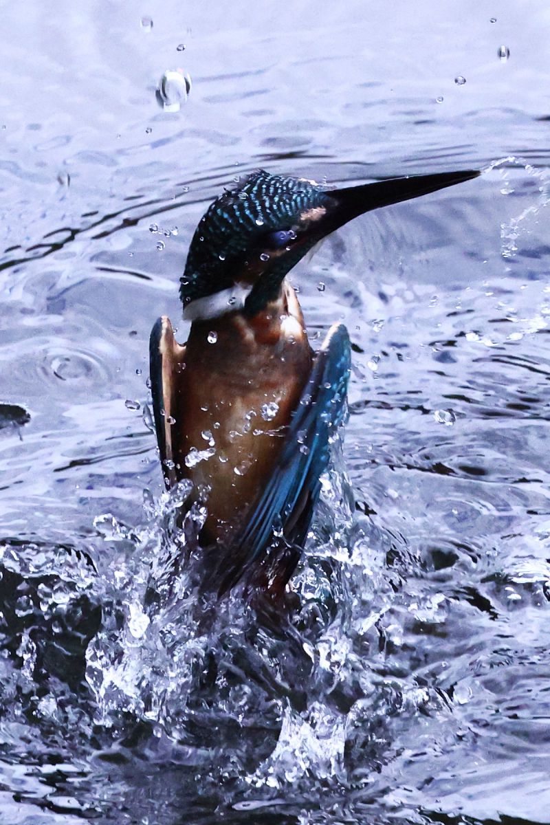 実験画像200 | GANREF