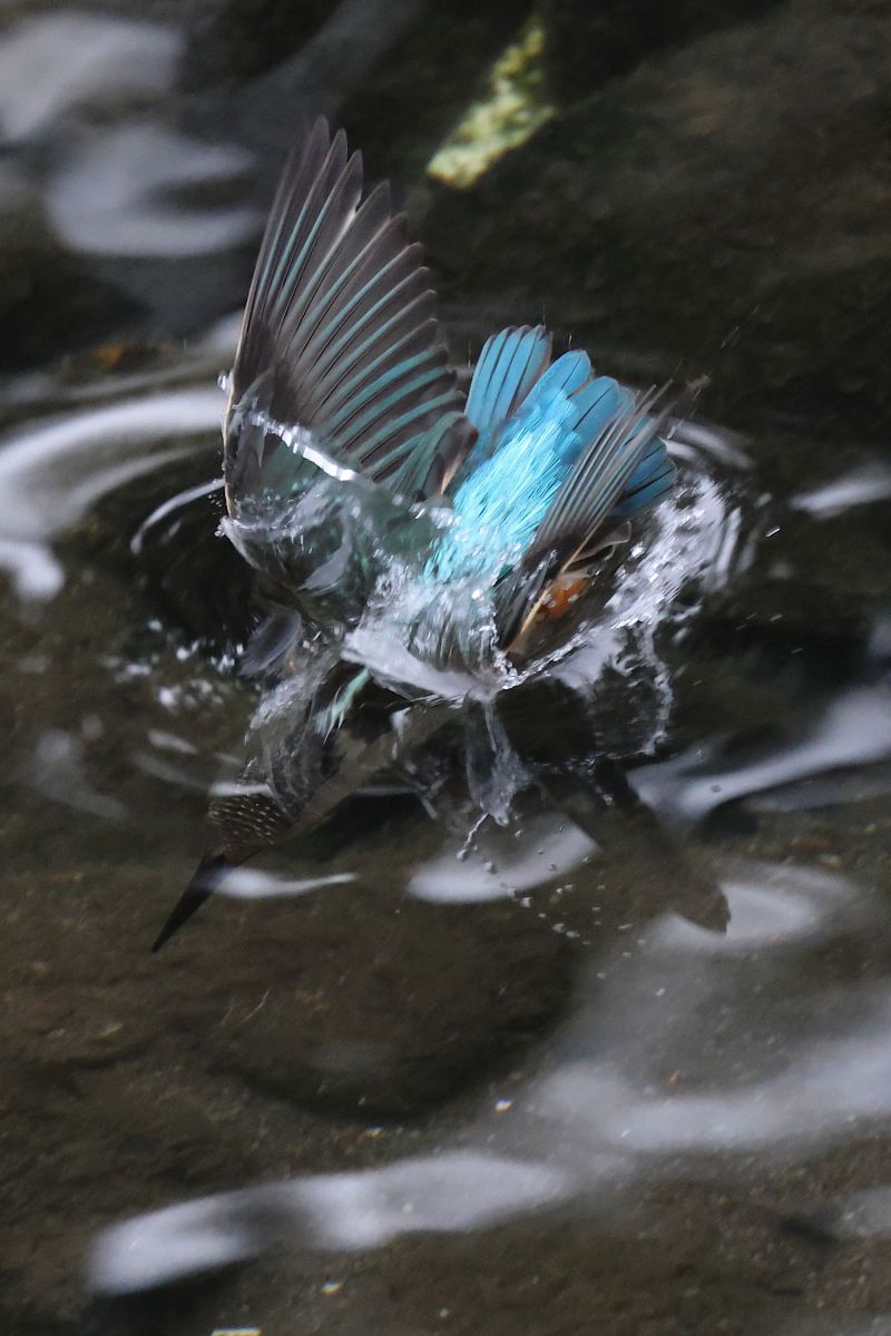 実験画像xxx | GANREF