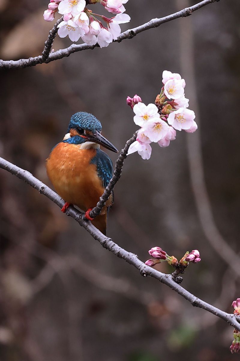 実験画像169 | GANREF