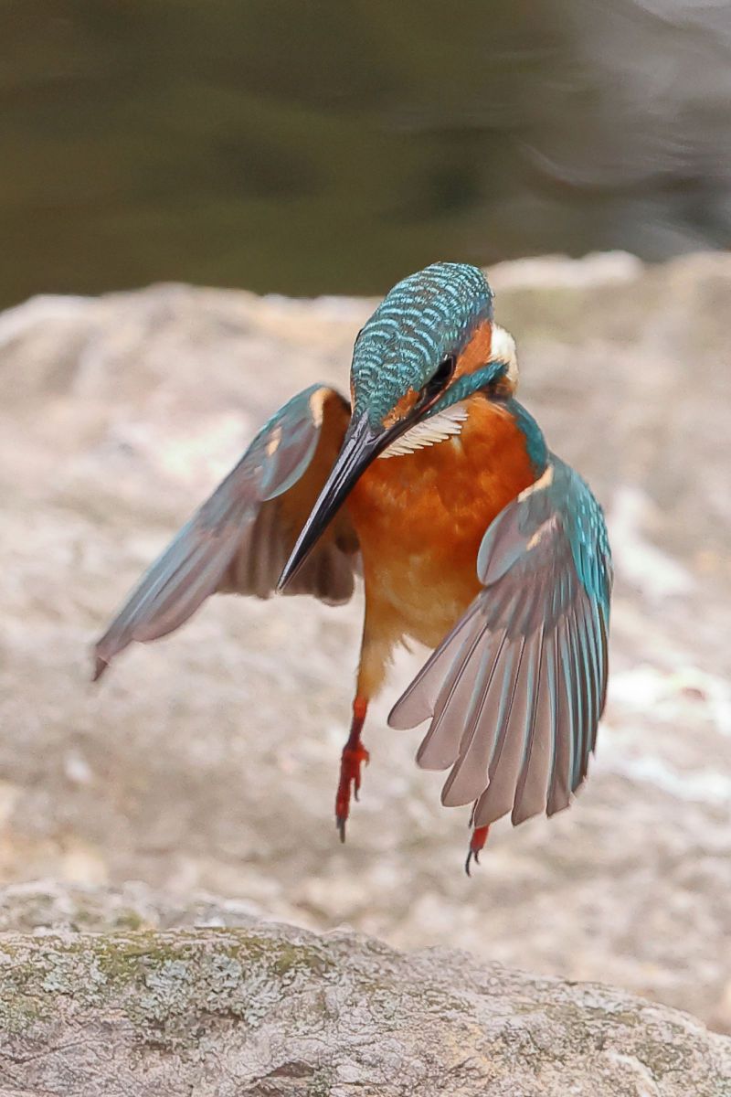 F35 ライトニング 垂直離着陸機 ﾓﾄﾞｷ | GANREF