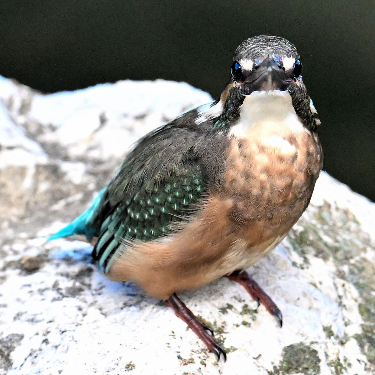 こっちを見ているカワセミ | GANREF