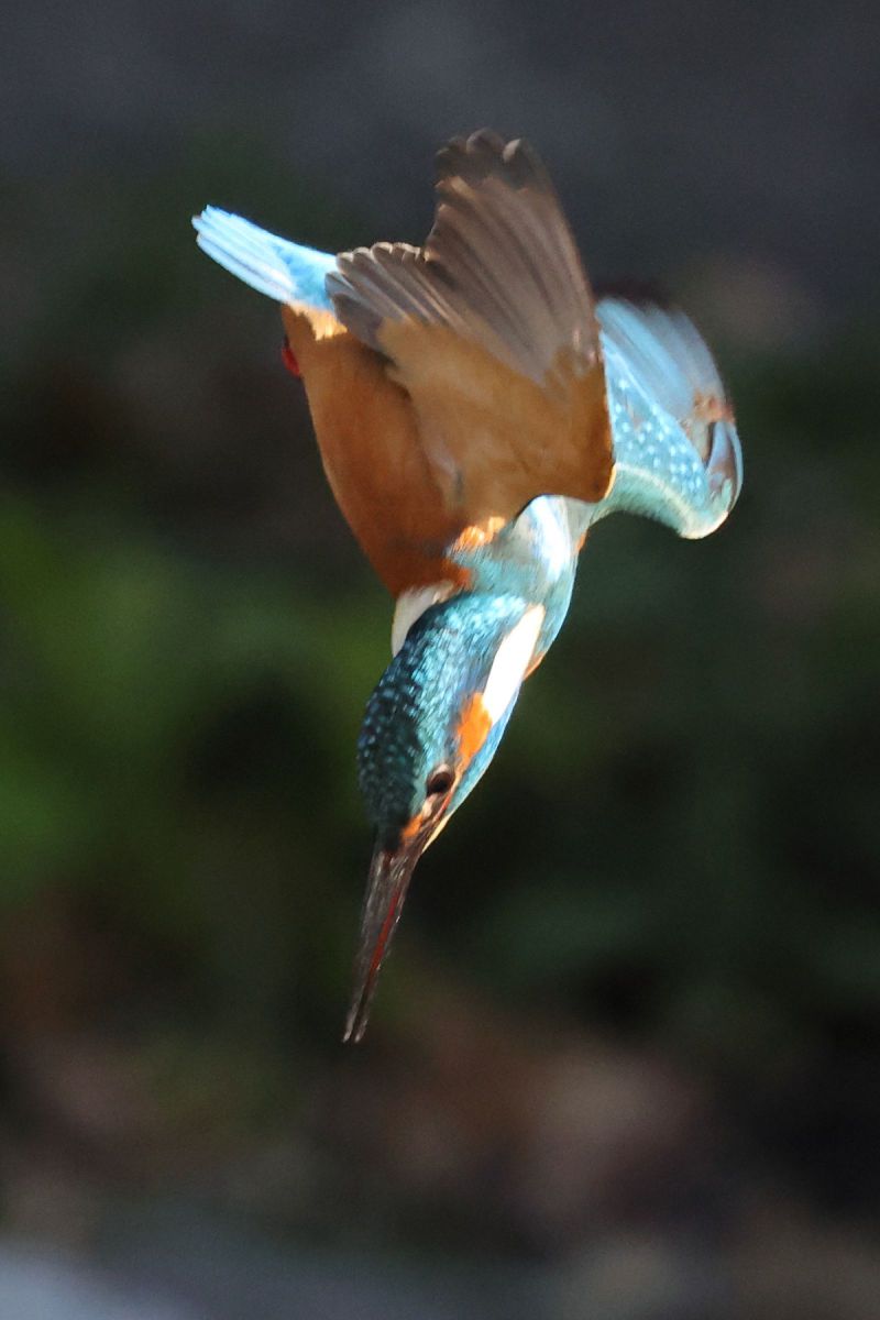 実験画像149 | GANREF