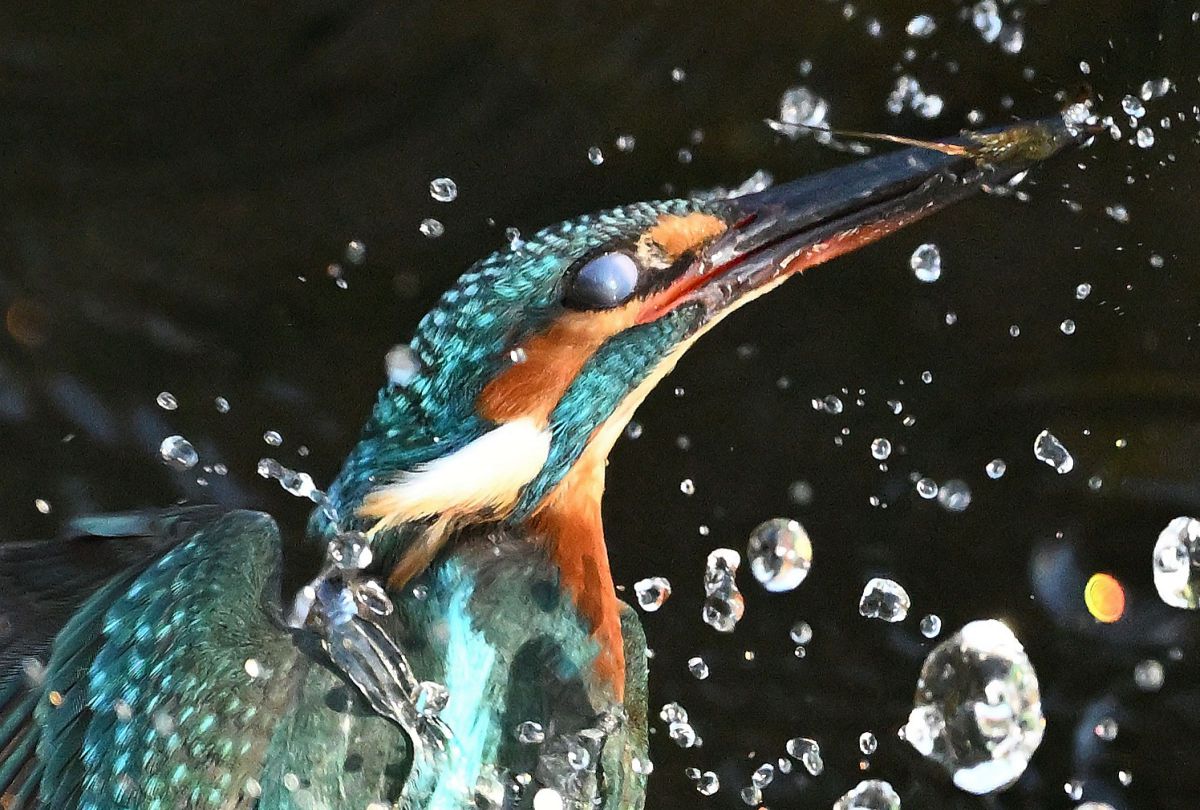 JPEGは基本にて | GANREF