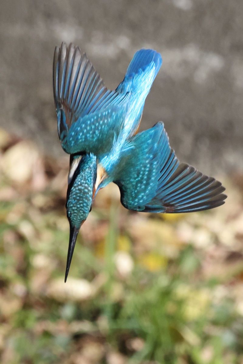 実験画像134 | GANREF