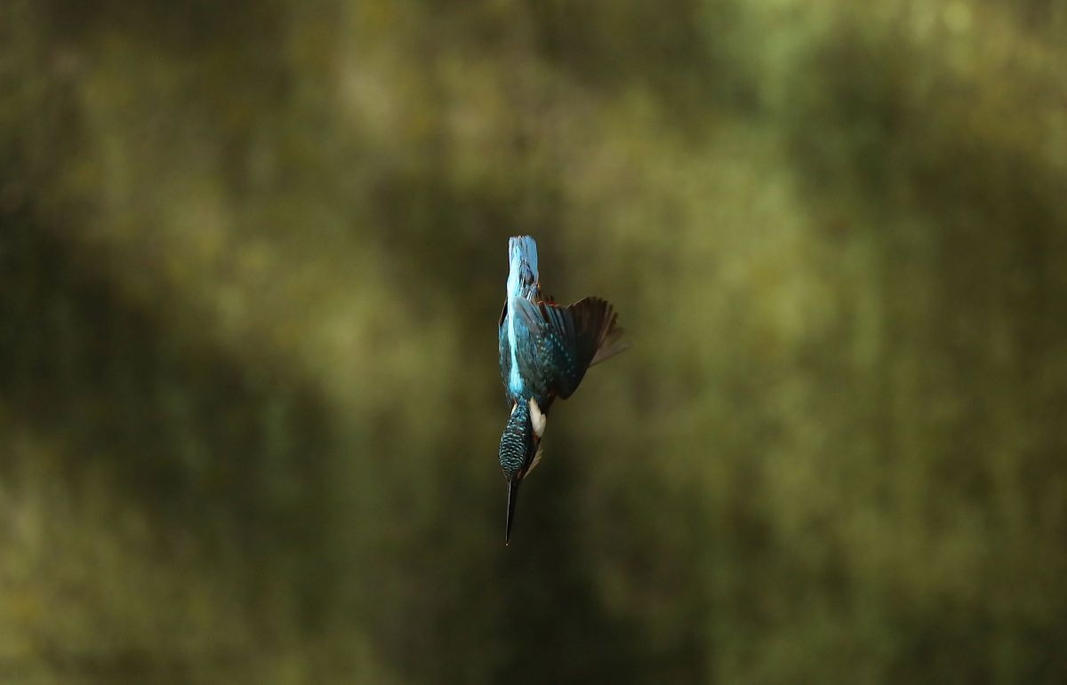 実験画像180 | GANREF