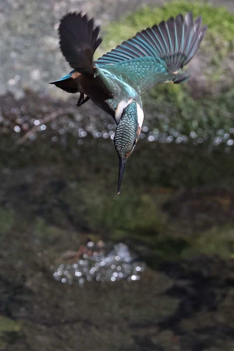 験画像183 | GANREF