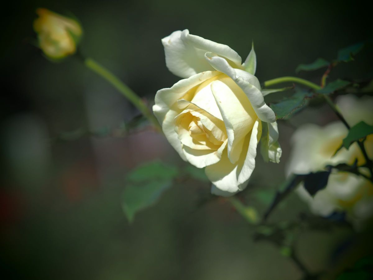 幸せのばら | GANREF