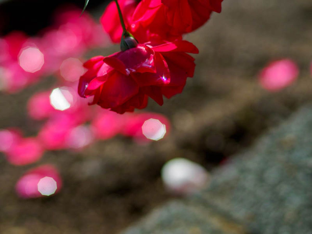 秋薔薇（潤い） | GANREF