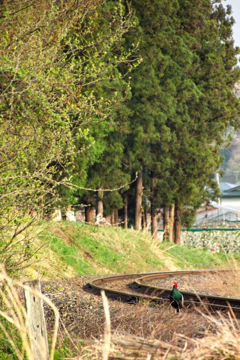 キジと鉄路 | GANREF