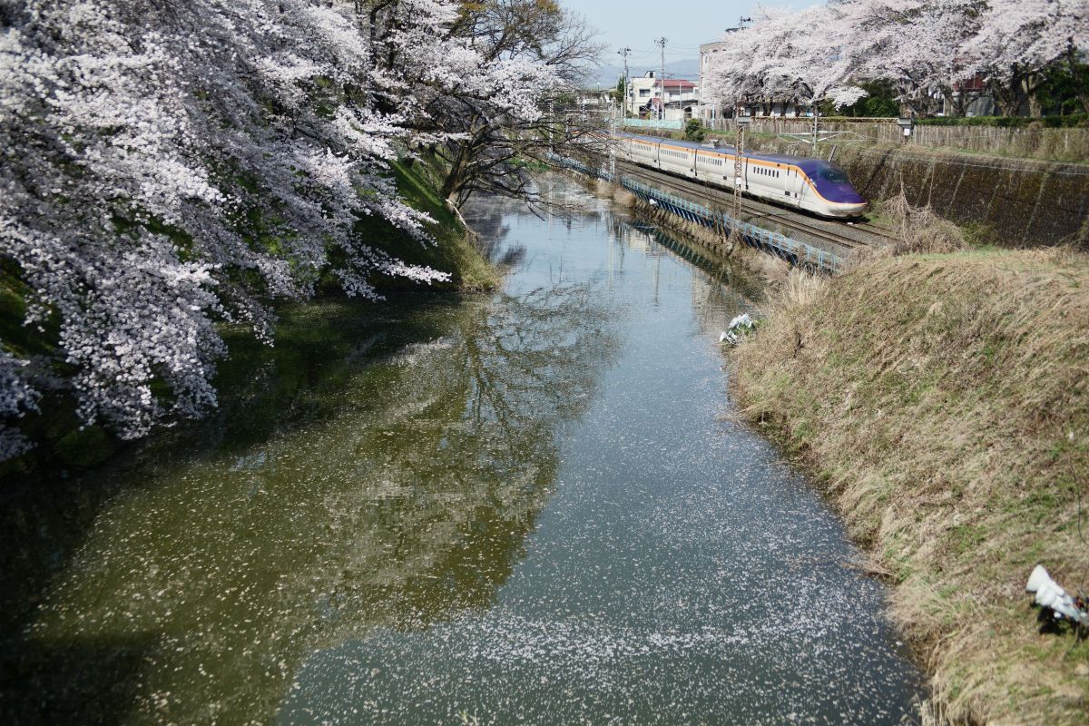 E8系の花見 | GANREF