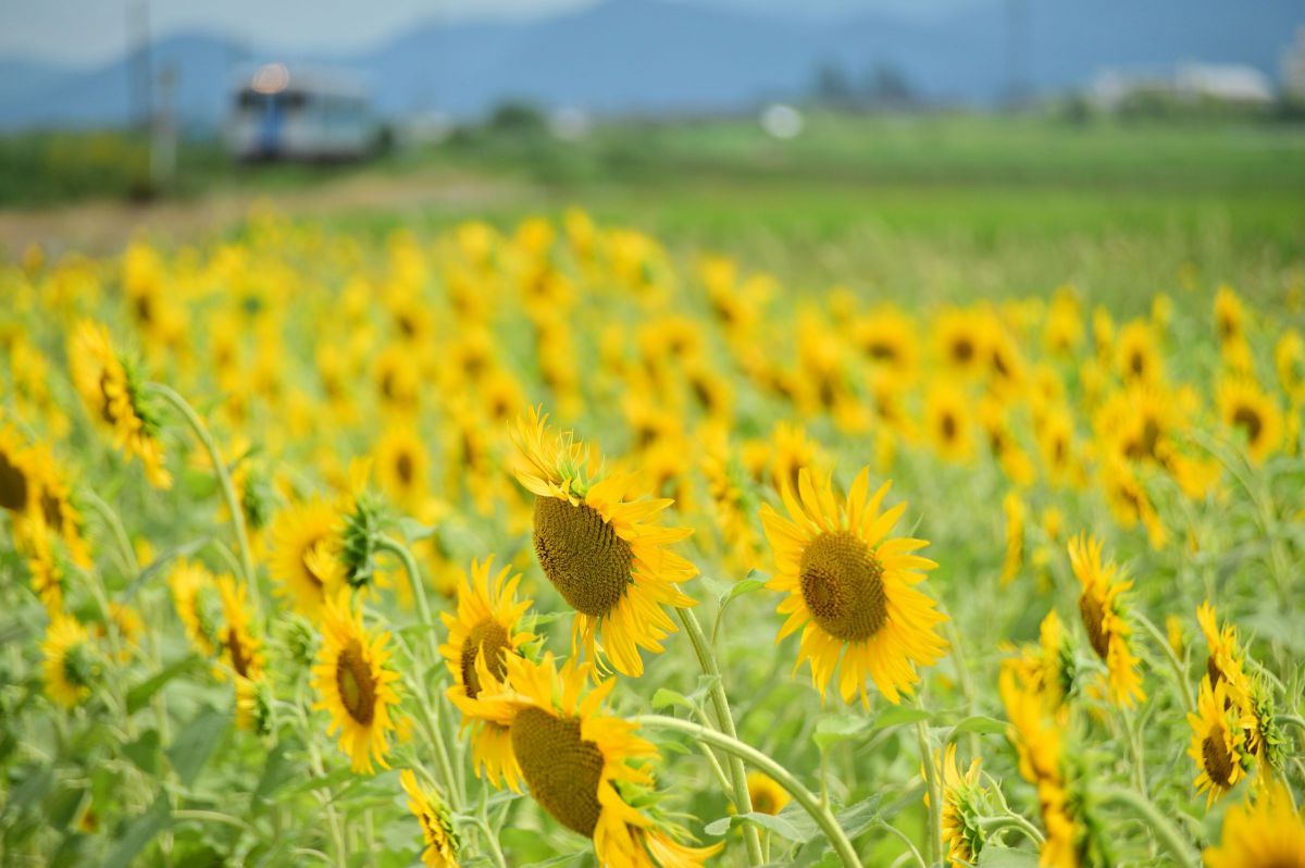 沿線のひまわり | GANREF