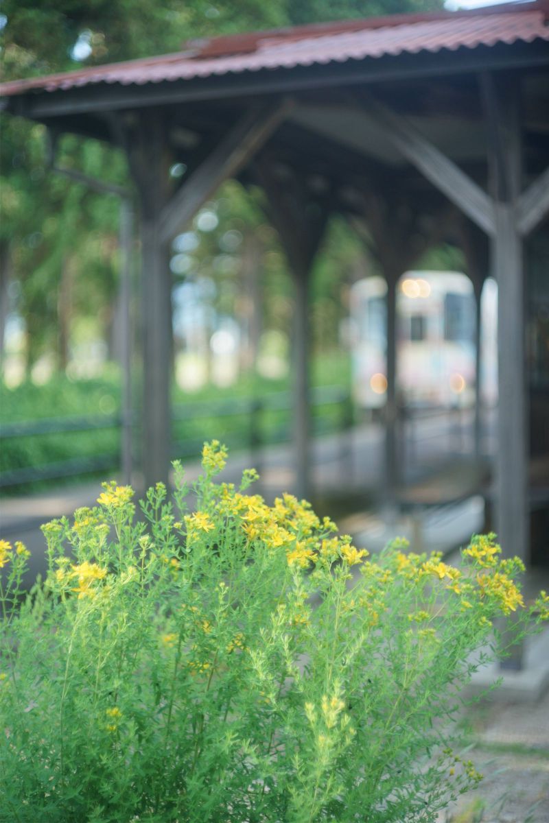 駅で見つけた花 | GANREF