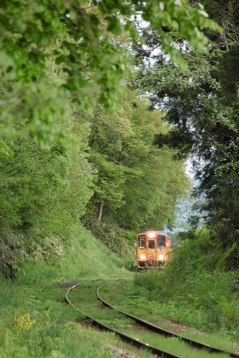 新緑を抜ける | GANREF